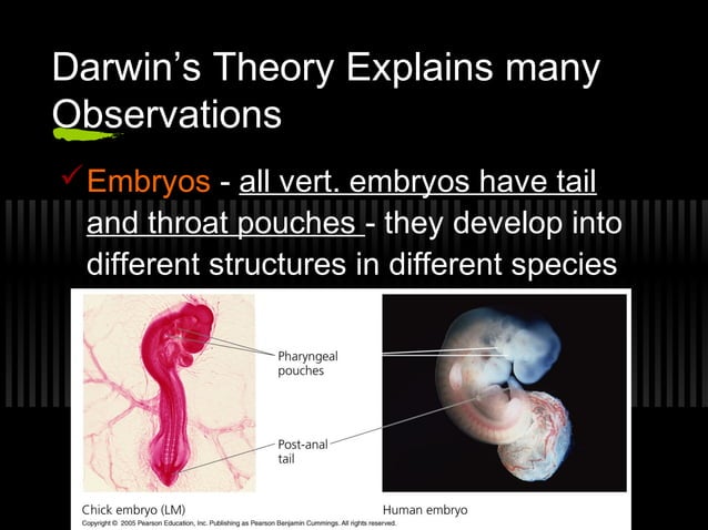 AP Biology Ch. 19 descent with modification | PPT