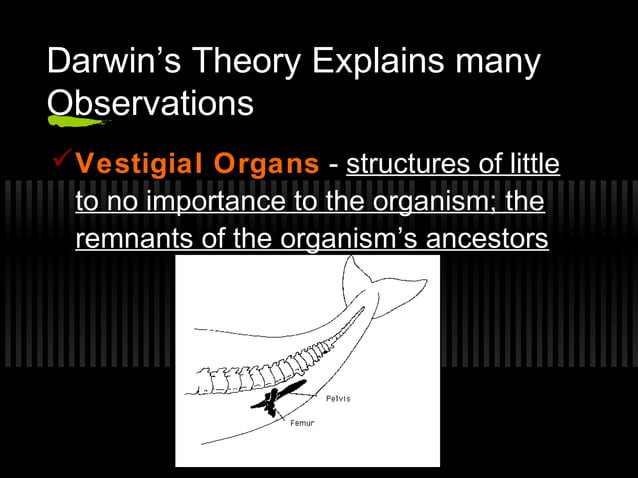 AP Biology Ch. 19 descent with modification | PPT