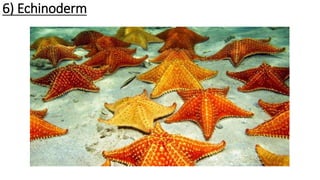 Ch.7.classification and variation | PPTX