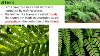 Ch.7.classification and variation (part 2) | PPTX