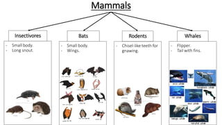 Ch.7.classification and variation (part 2) | PPTX