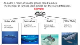 Ch.7.classification and variation (part 2) | PPTX