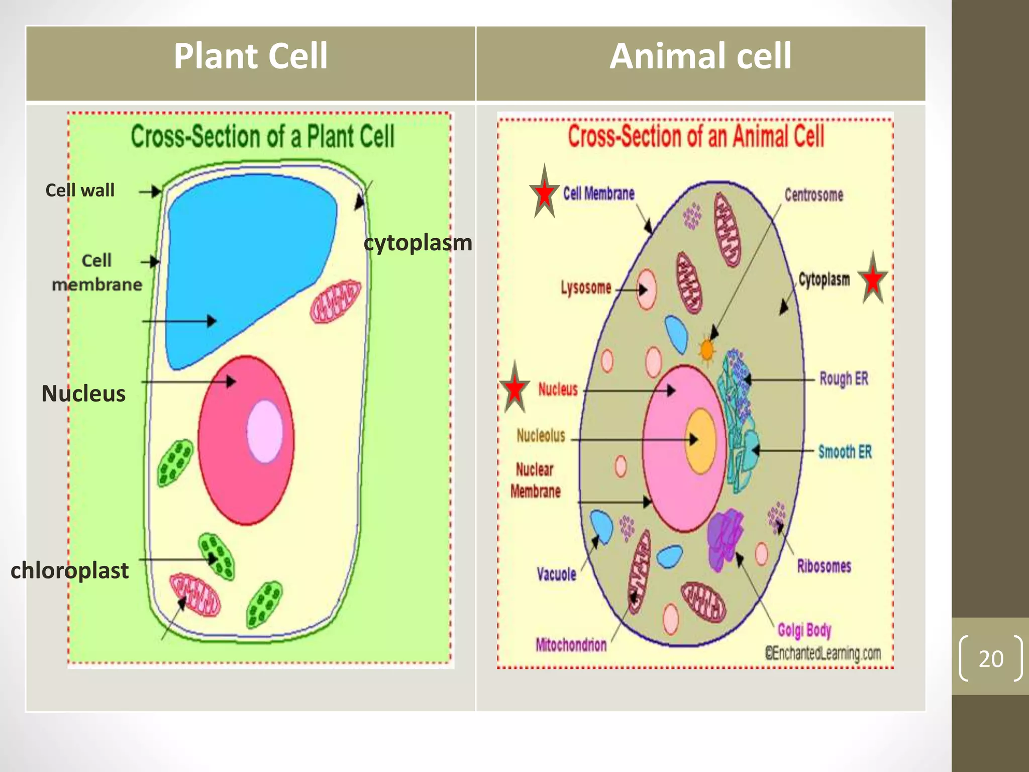 Ch.1,l1, how living things are alike | PPTX
