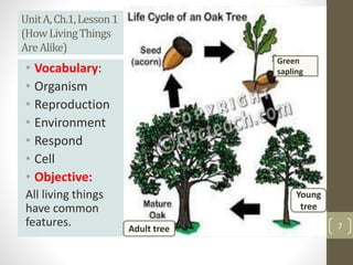 Ch.1,l1, how living things are alike | PPTX