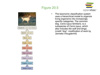 Ch.20 lecture presentation1 | PPT