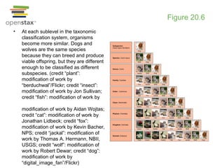 Ch.20 lecture presentation1 | PPT | Biological Sciences | Science