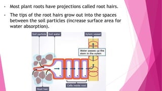 Ch.1.how do plants grow (part 2) | PPT