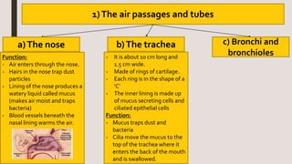 Ch.5. the respiratory system | PPTX