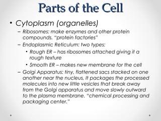 Ch. 21 cells and tissues | PPT