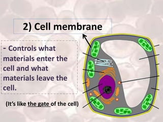Ch.1.less.1. what are the structures of plant and animals cells | PPTX