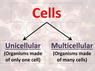 Ch.1.less.1. what are the structures of plant and animals cells | PPTX