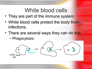 Ch.4.circulatory system | PPT