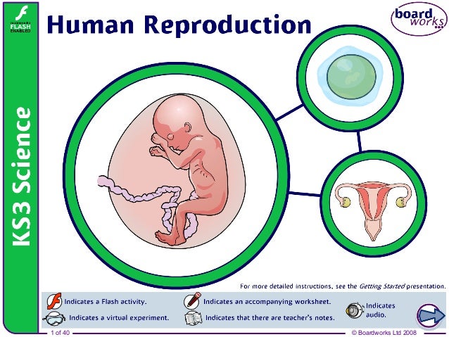 Ch.6.reproduction in humans