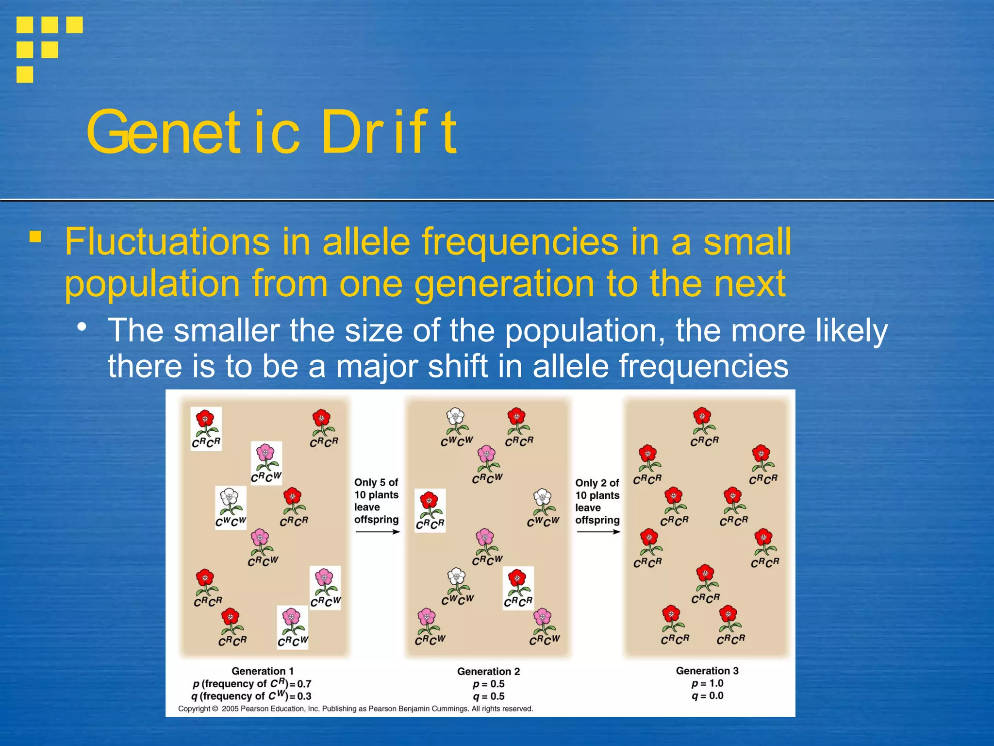 Natural selection, genetic drift, gene flow | PPT