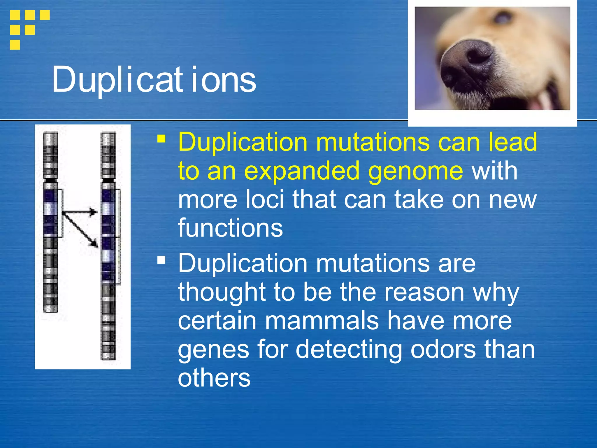 Natural selection, genetic drift, gene flow | PPT