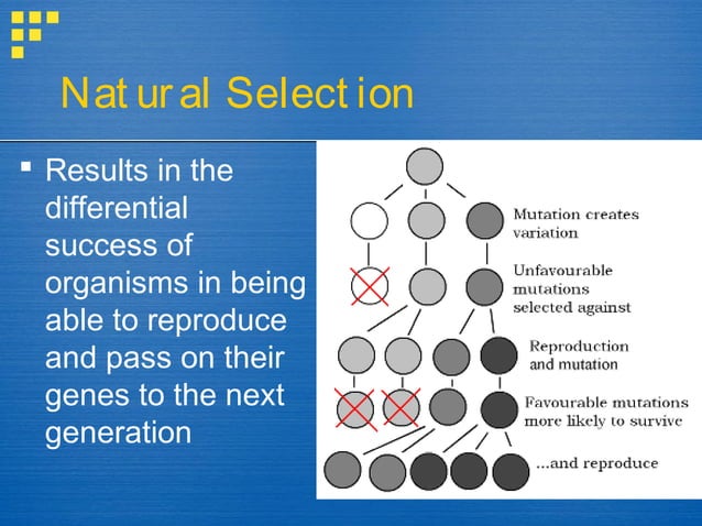 Natural selection, genetic drift, gene flow | PPT | Genetics | Science