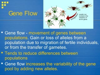 Natural selection, genetic drift, gene flow | PPT