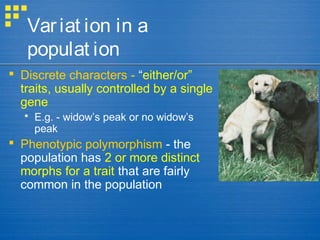 Natural selection, genetic drift, gene flow | PPT