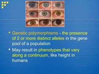 Natural selection, genetic drift, gene flow | PPT