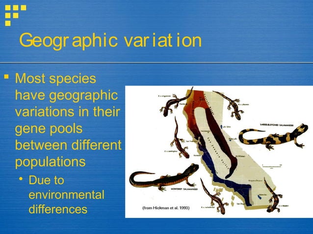 Natural selection, genetic drift, gene flow | PPT | Genetics | Science