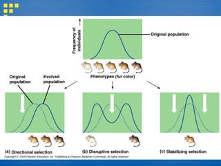 Natural selection, genetic drift, gene flow | PPT