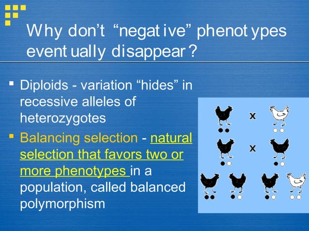 Natural selection, genetic drift, gene flow | PPT | Genetics | Science