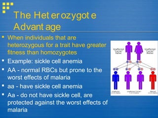 Natural selection, genetic drift, gene flow | PPT
