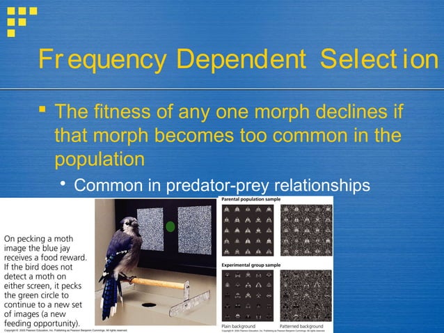 Natural selection, genetic drift, gene flow | PPT | Genetics | Science