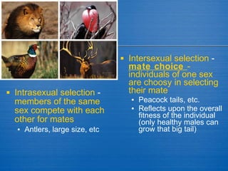 Natural selection, genetic drift, gene flow | PPT