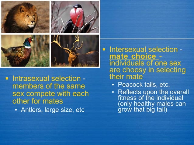 Natural selection, genetic drift, gene flow | PPT | Genetics | Science