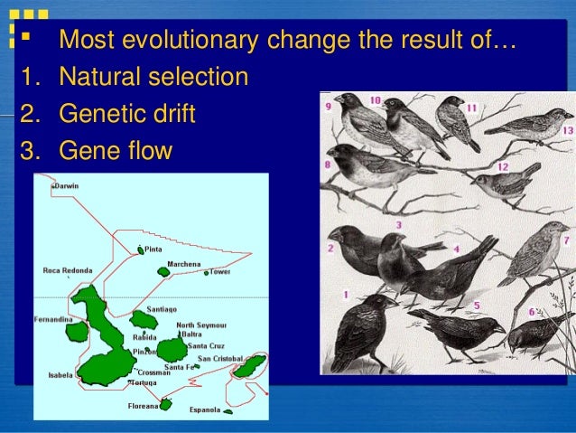 Natural selection, genetic drift, gene flow