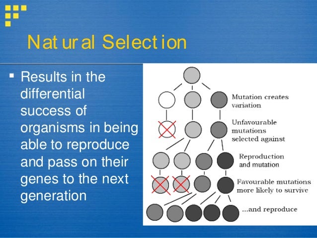 Natural selection, genetic drift, gene flow