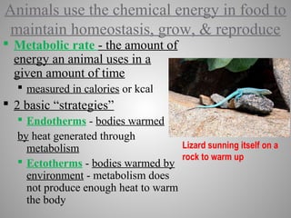 Homeostasis Examples In Animals