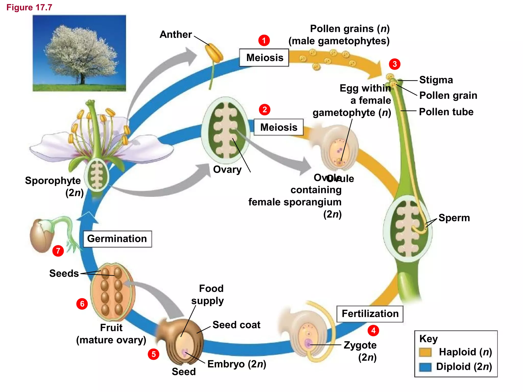 Plants Evolution | PPT