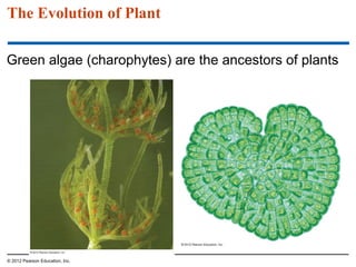 Plants Evolution | PPT