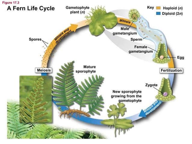 Plants Evolution | PPT
