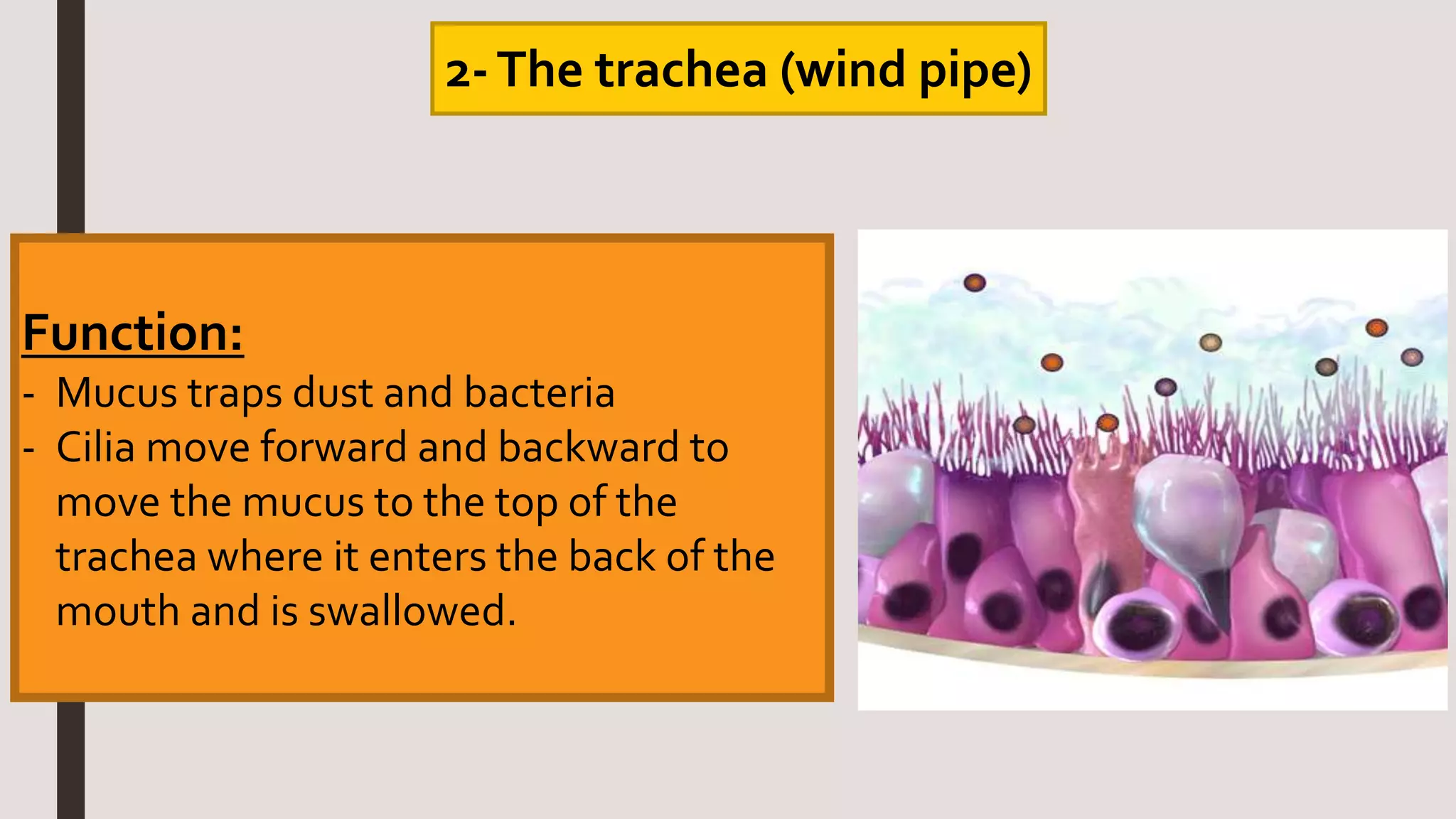 Ch.5. the respiratory system final | PPTX