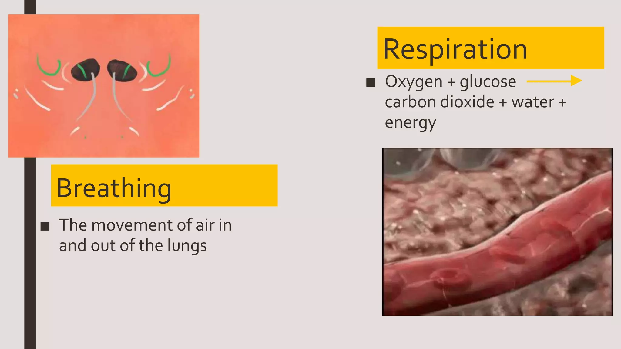 Ch.5. the respiratory system final | PPTX