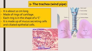 Ch.5. the respiratory system final | PPTX