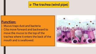 Ch.5. the respiratory system final | PPTX