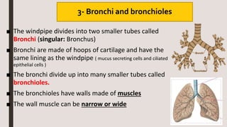 Ch.5. the respiratory system final | PPTX