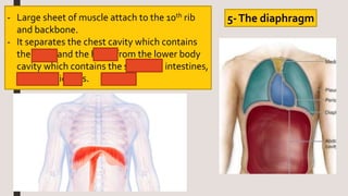 Ch.5. the respiratory system final | PPTX