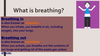 Ch.5. the respiratory system final | PPTX