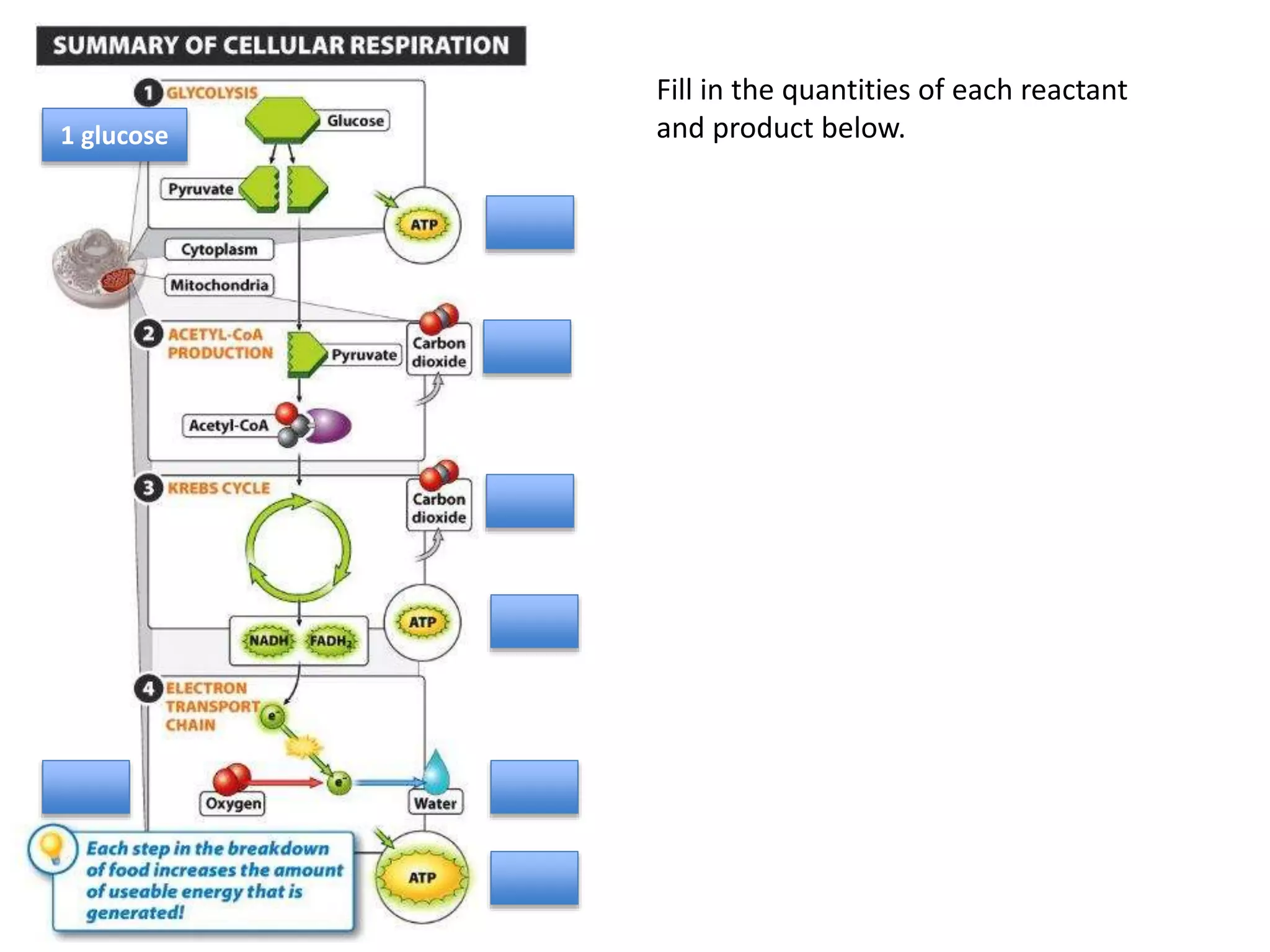 Ch. 6 cellular respiration blank sp 2018 | PPTX