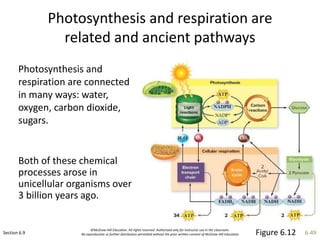 Cellular Respiration Blank Diagram