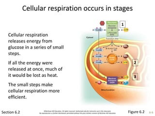 Cellular Respiration Diagram Blank