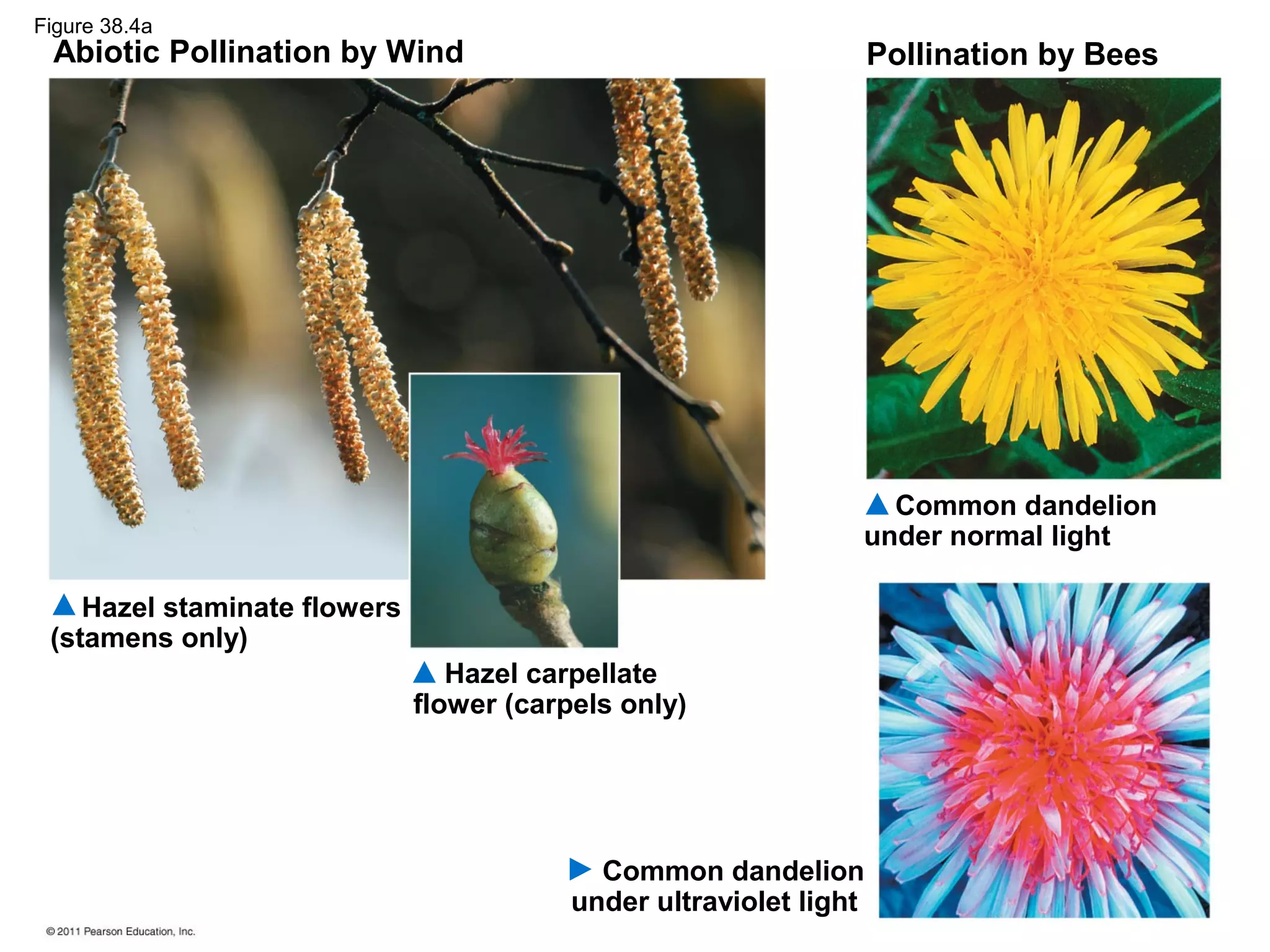 Ch 38 Angiosperm Reproduction And Biotechnology Ppt