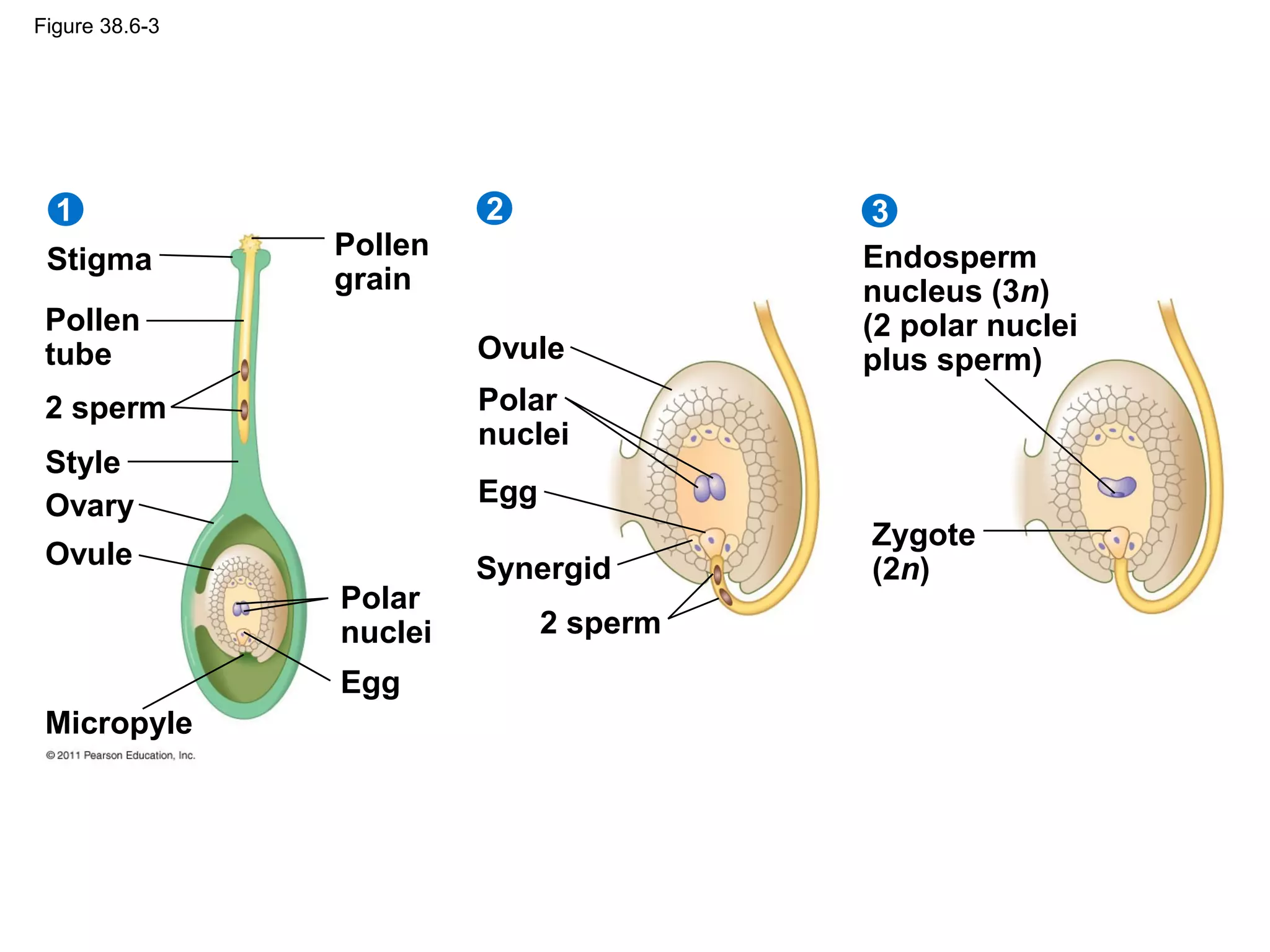 Ch. 38: Angiosperm Reproduction and Biotechnology | PPT