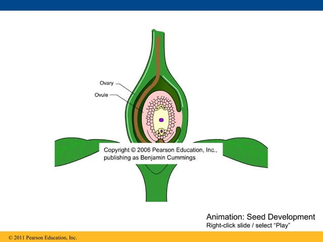 Ch. 38: Angiosperm Reproduction and Biotechnology | PPT