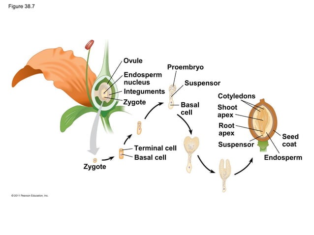 Ch. 38: Angiosperm Reproduction and Biotechnology | PPT